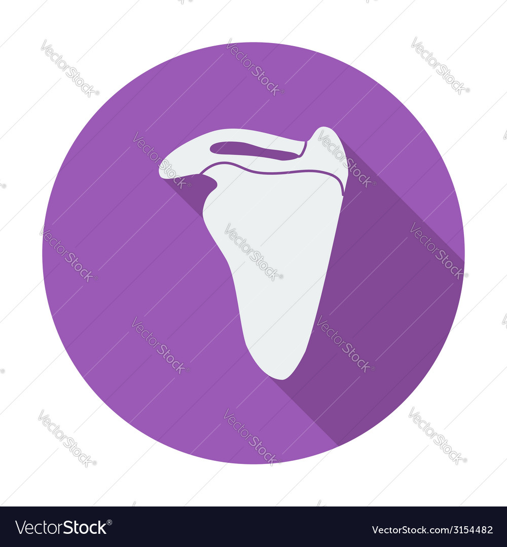 Scapula Royalty Free Vector Image - VectorStock