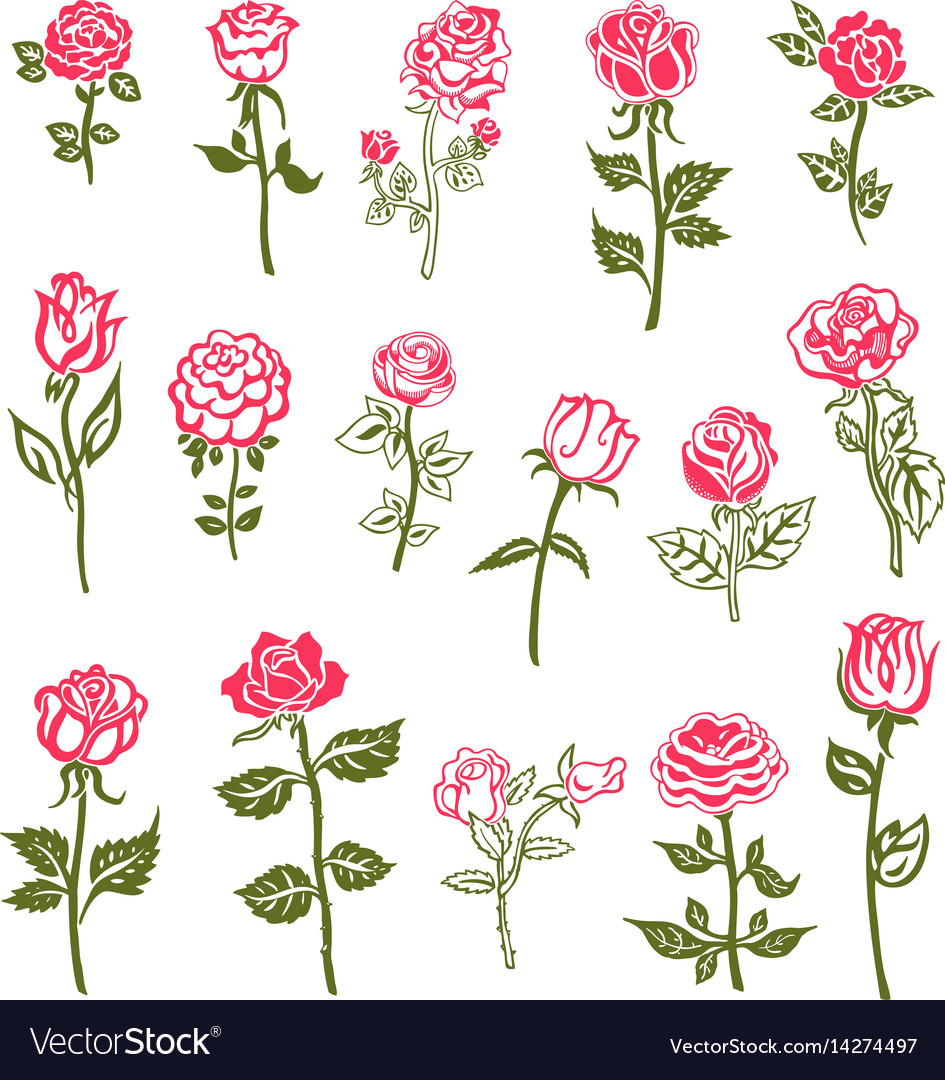 Roses design elements Royalty Free Vector Image