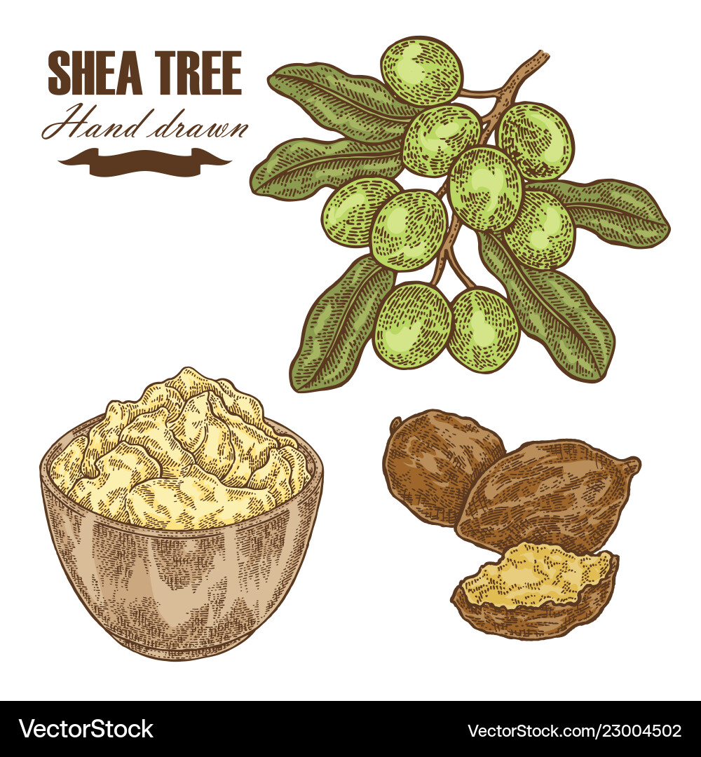 Shea tree branch nuts and shea butter isolated on Vector Image