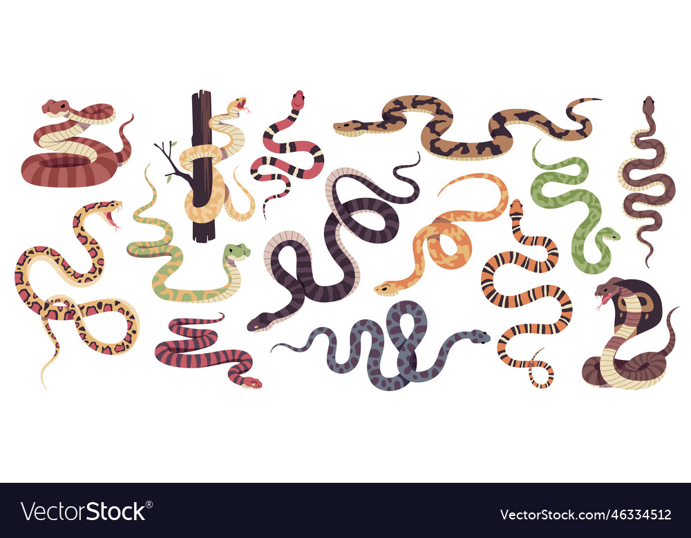 Reptiles snakes decorative tropical reptile Vector Image