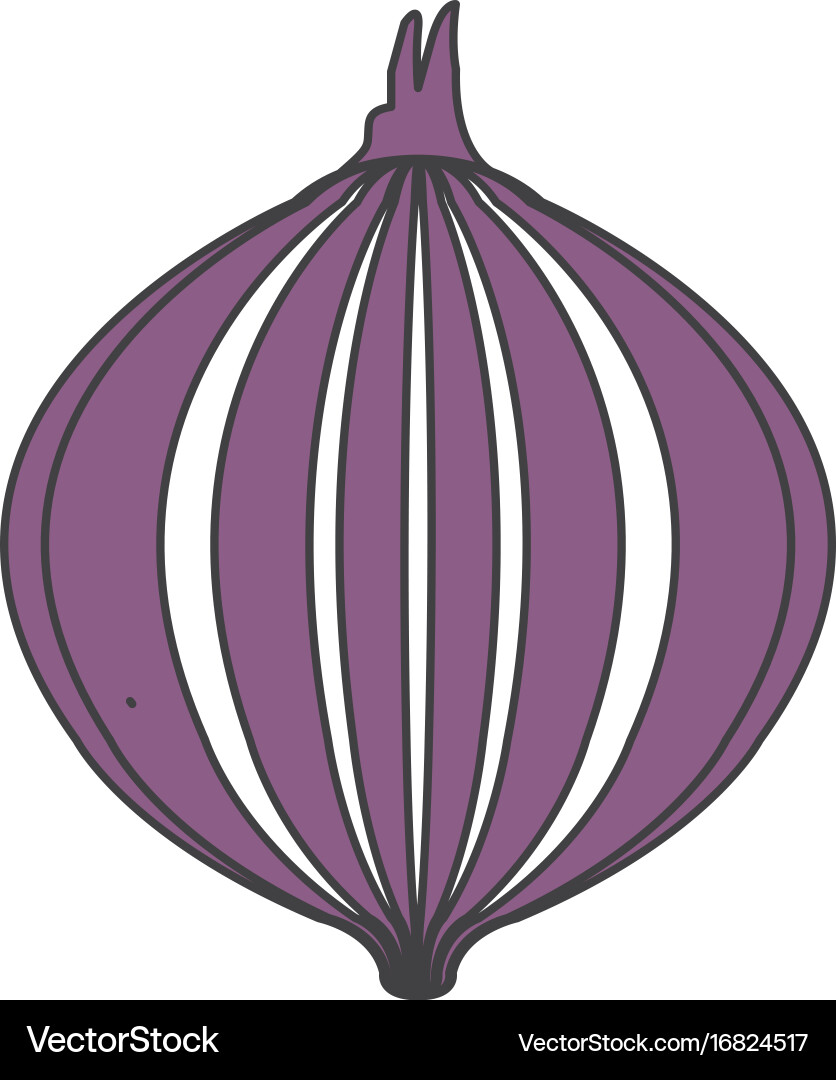 Onion fresh isolated icon Royalty Free Vector Image