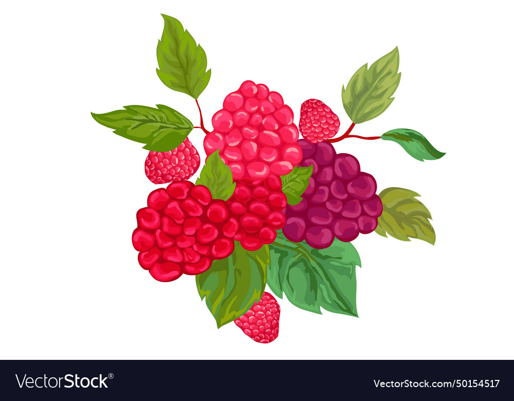 Raspberry berry Royalty Free Vector Image - VectorStock
