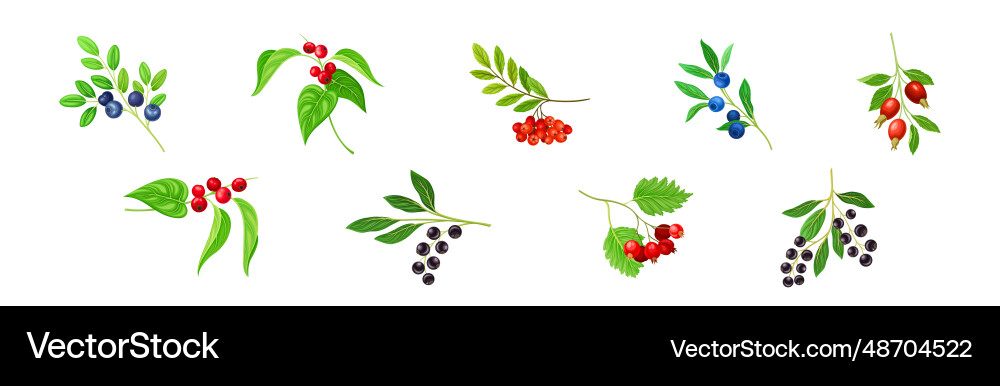 Berry twig and branch with leafy stem hanging Vector Image