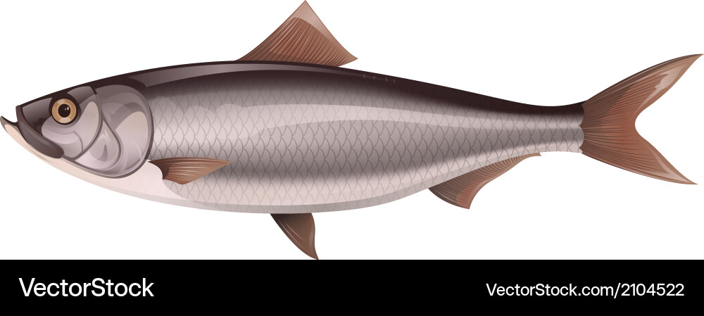 Herring Royalty Free Vector Image - VectorStock