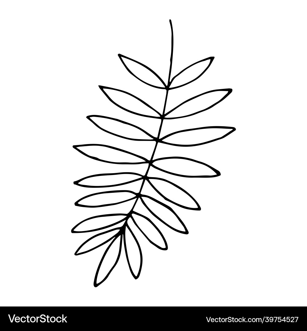 Fern leaf in doodle style hand drawn palm branch Vector Image
