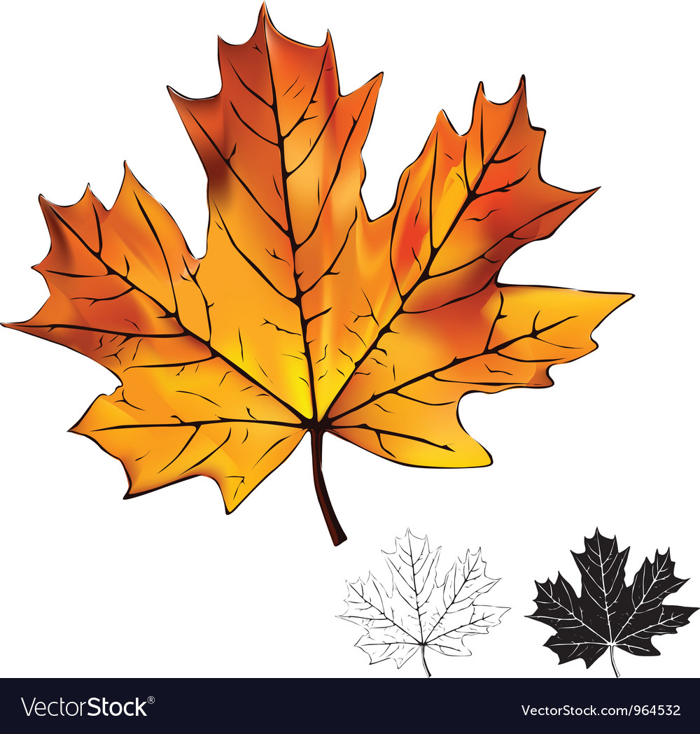 Autumn maple leaf isolated Royalty Free Vector Image