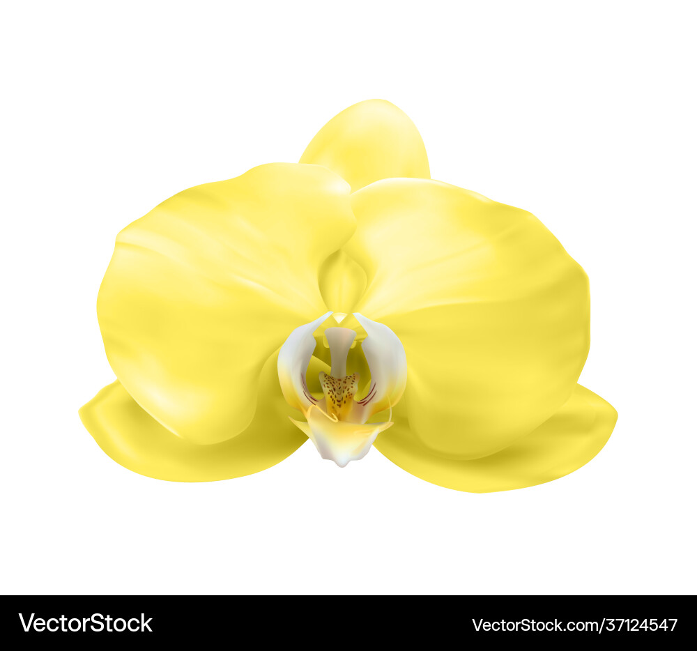 Realistic 3d yellow orchid flower isolated Vector Image