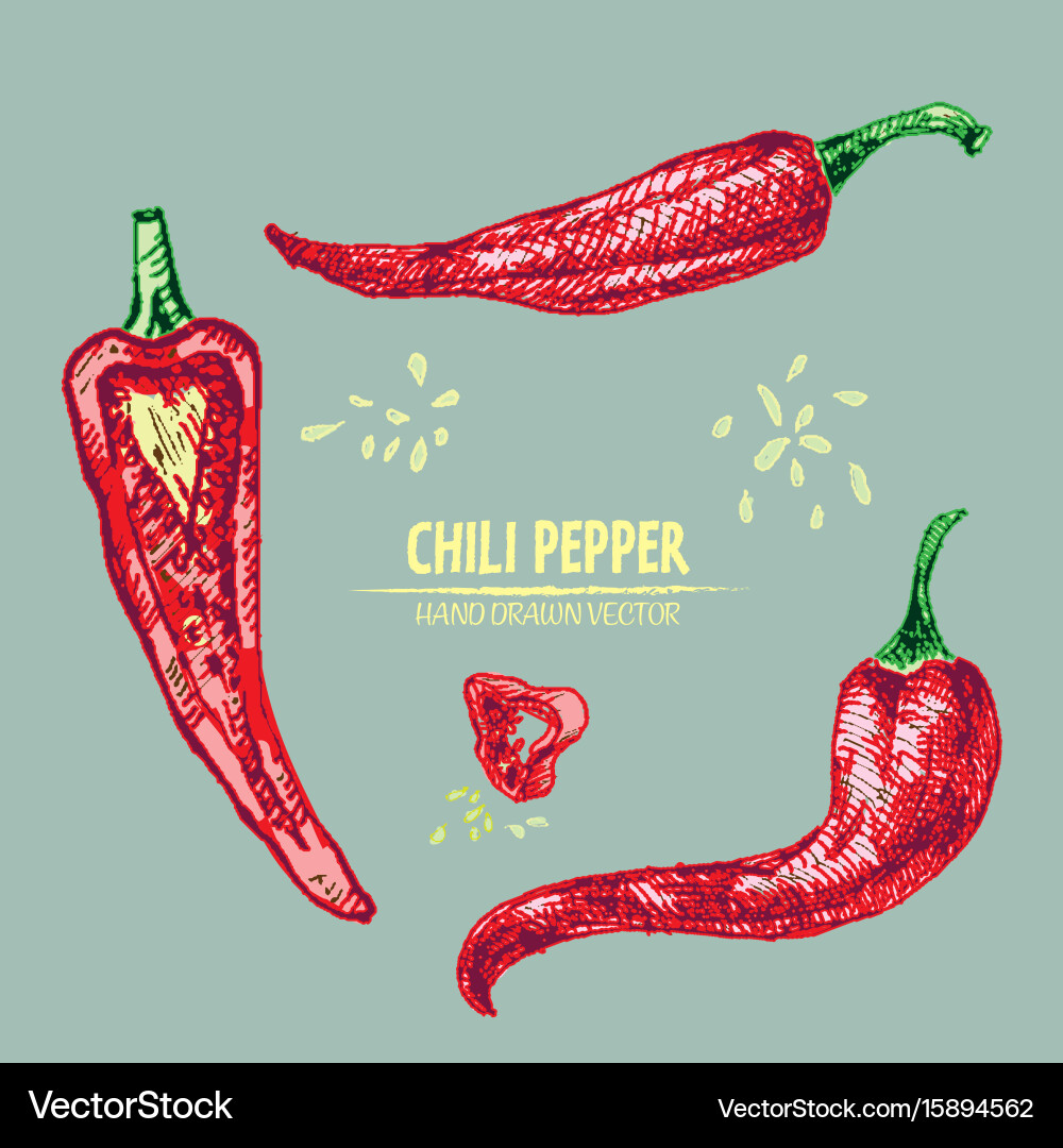 Digital detailed line art chili Royalty Free Vector Image