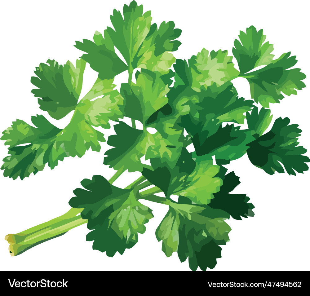 Fresh parsley herbs bundle for healthy eating Vector Image