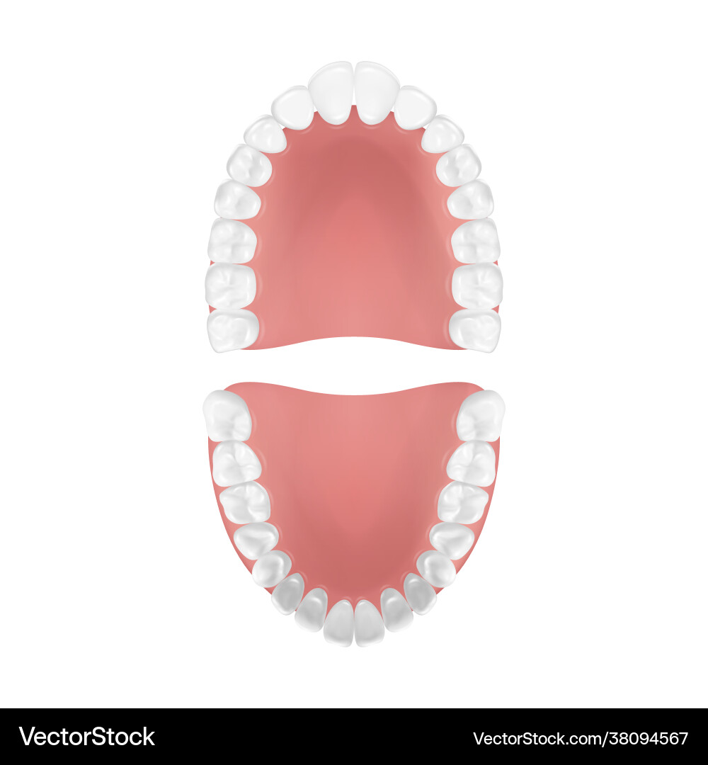 3d realistic teeth upper lower adult jaw Vector Image