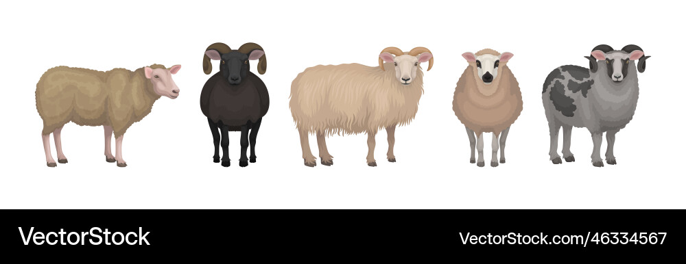 Sheep as ruminant domestic mammal kept Royalty Free Vector