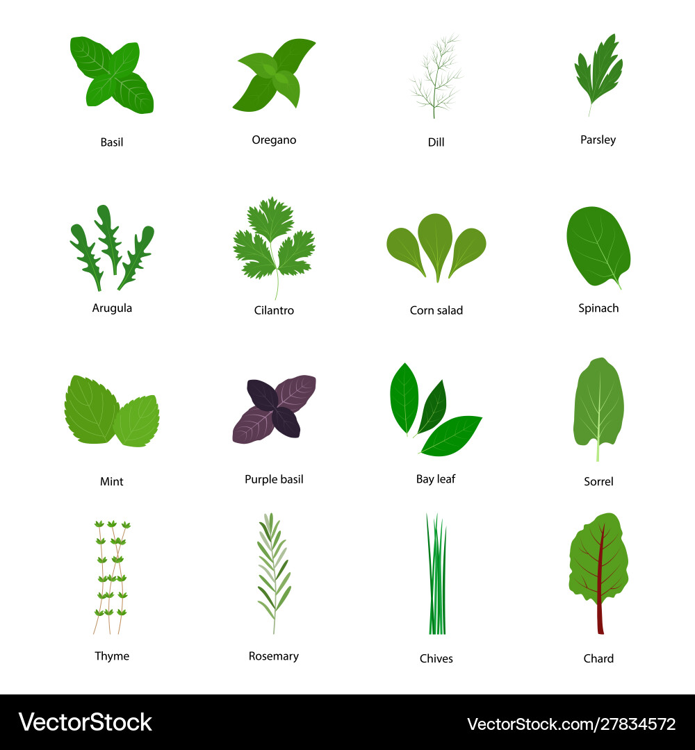 Set culinary herbs Royalty Free Vector Image - VectorStock