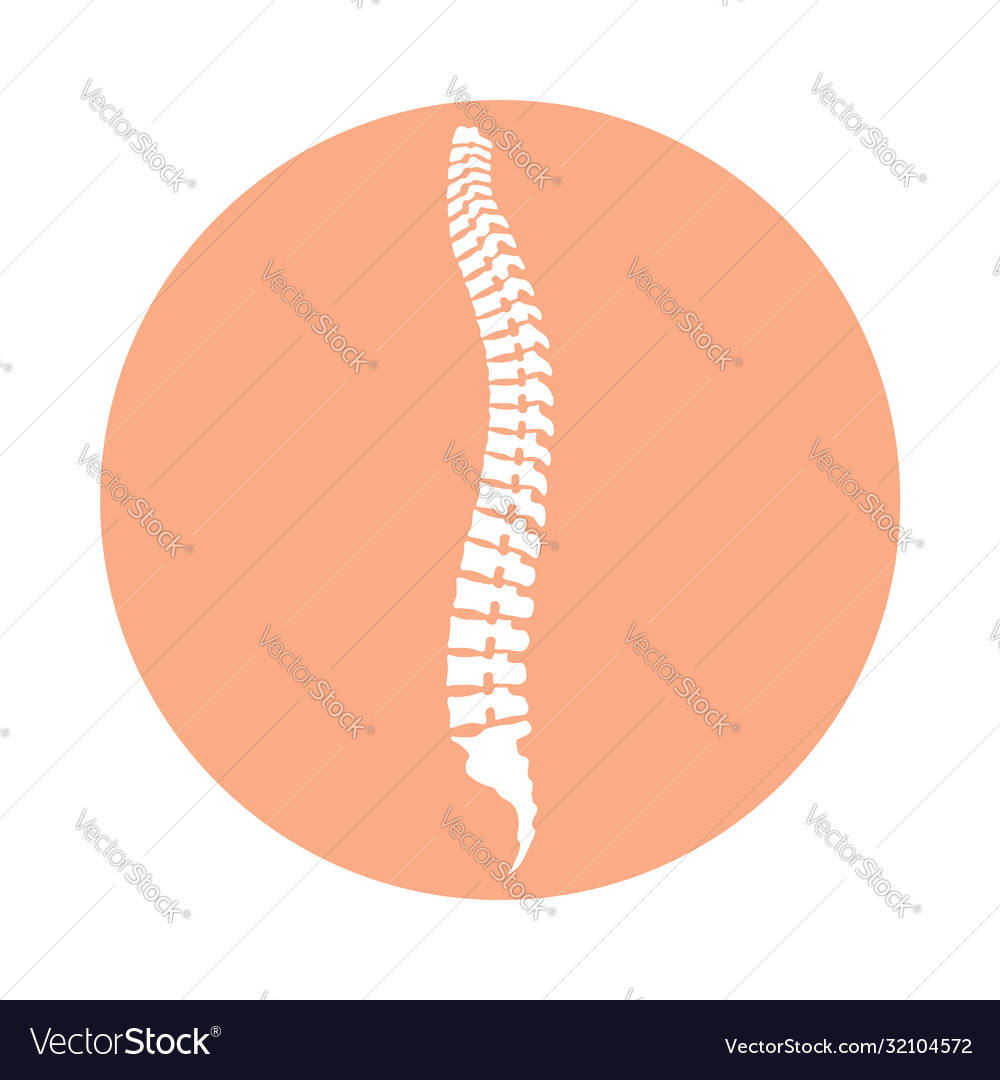 Spinal column Royalty Free Vector Image - VectorStock
