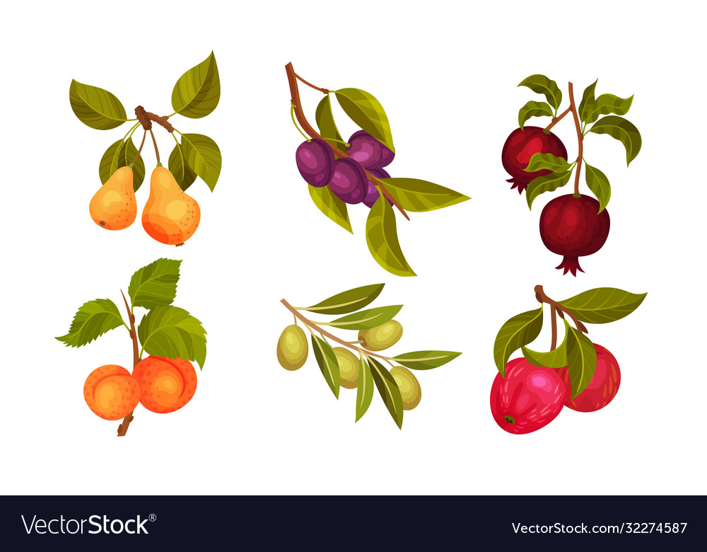 Garden fruit branches with pomegranate and plum Vector Image