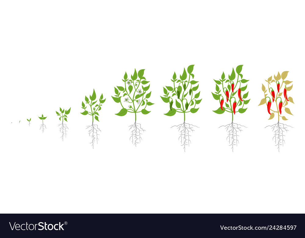 Growth stages red chili pepper plant Royalty Free Vector