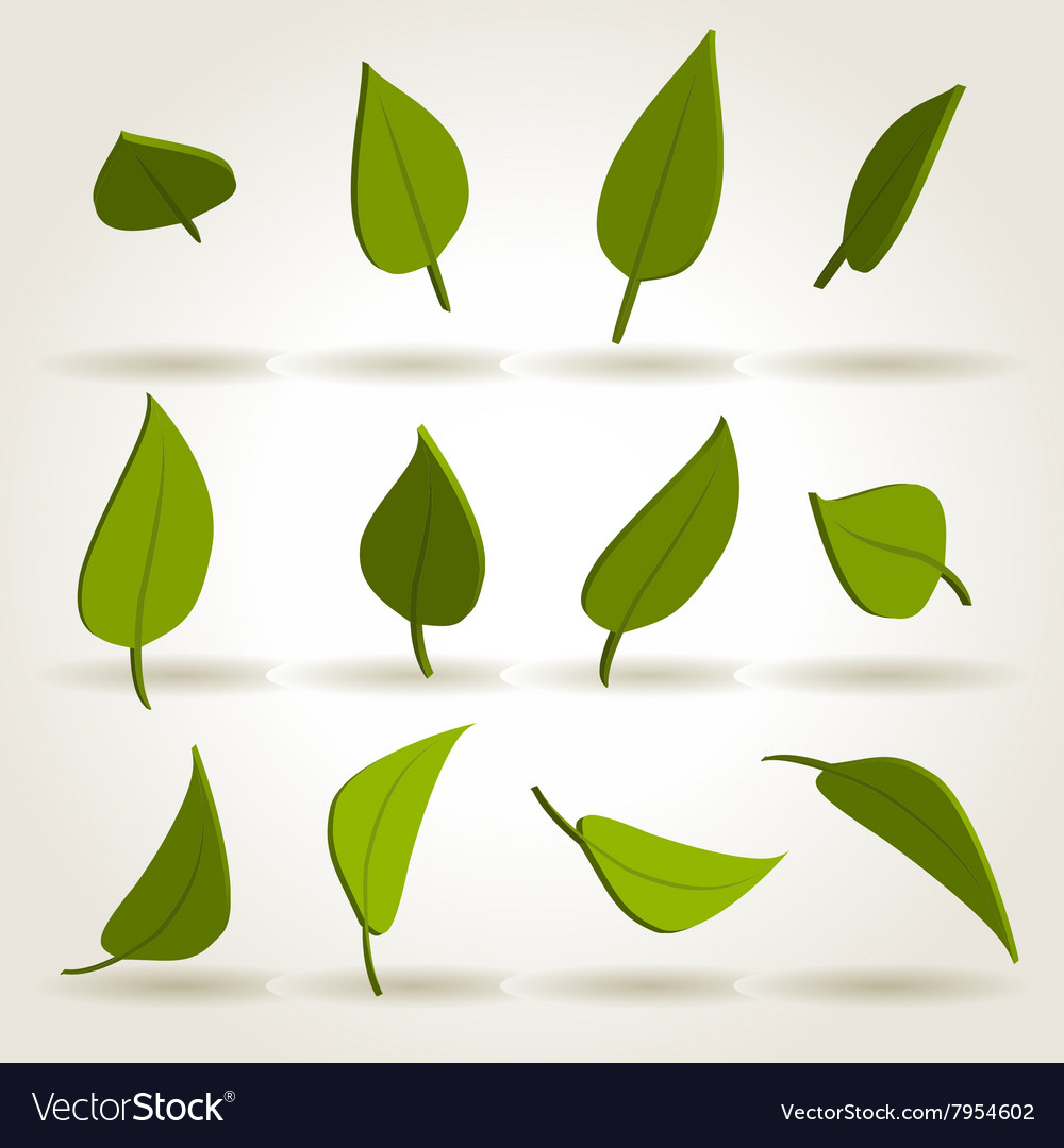 Spring leaves set Royalty Free Vector Image - VectorStock