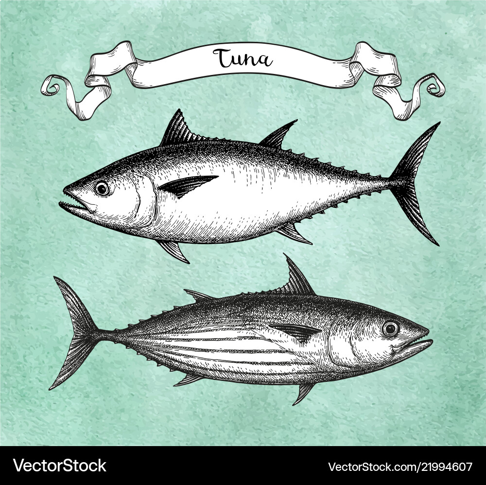 Ink sketch of tuna Royalty Free Vector Image - VectorStock