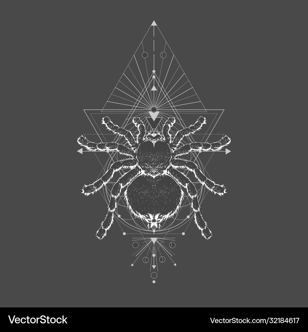With hand drawn spider tarantula and sacred Vector Image