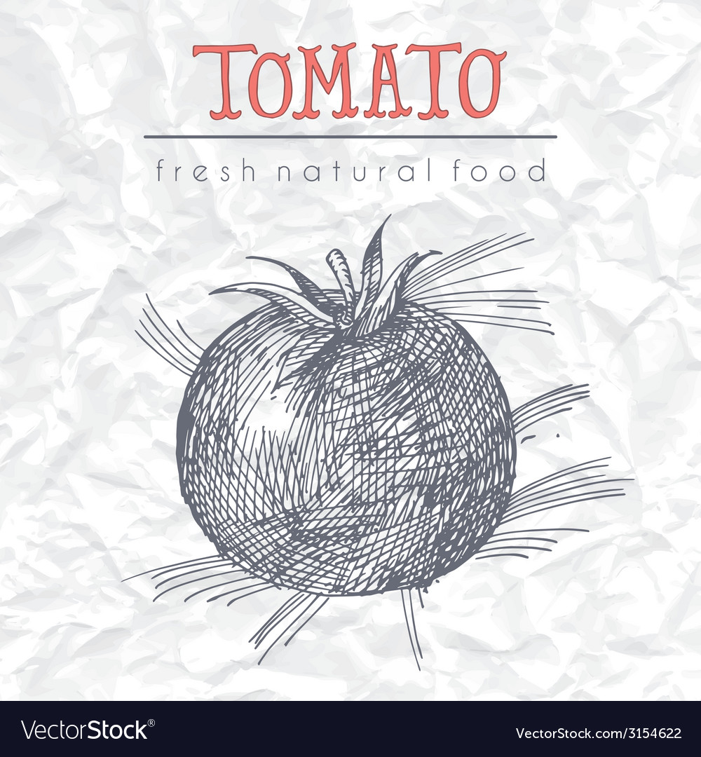 Tomato Royalty Free Vector Image - VectorStock Tomato Royalty Free Vector Image - VectorStock