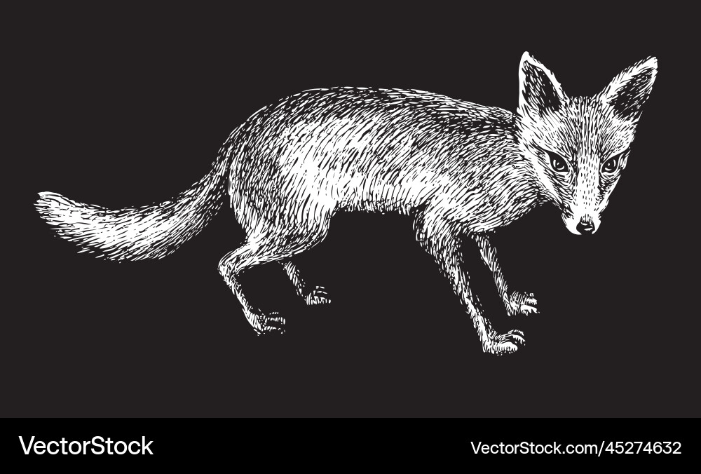Realistic hand drawn sketch drawing of predator Vector Image