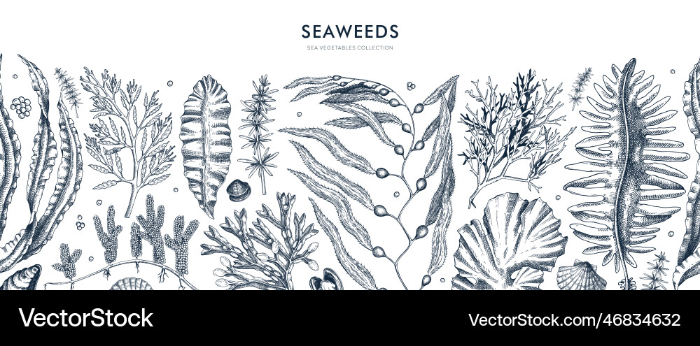 Seaweed border in sketch style edible algae Vector Image