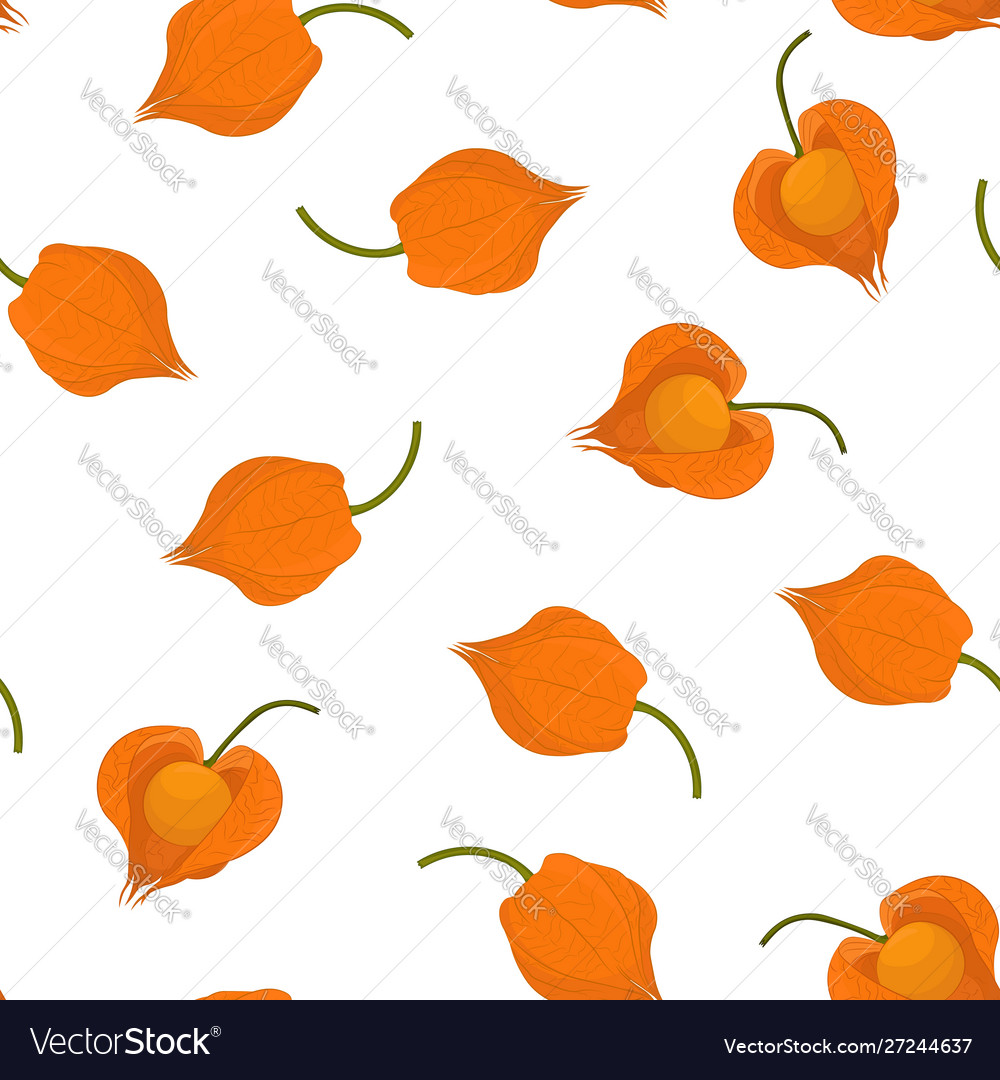Seamless pattern with image physalis Royalty Free Vector