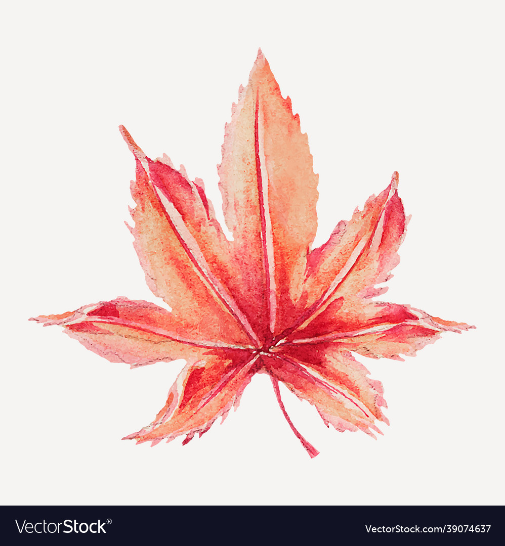 Template trace Royalty Free Vector Image - VectorStock