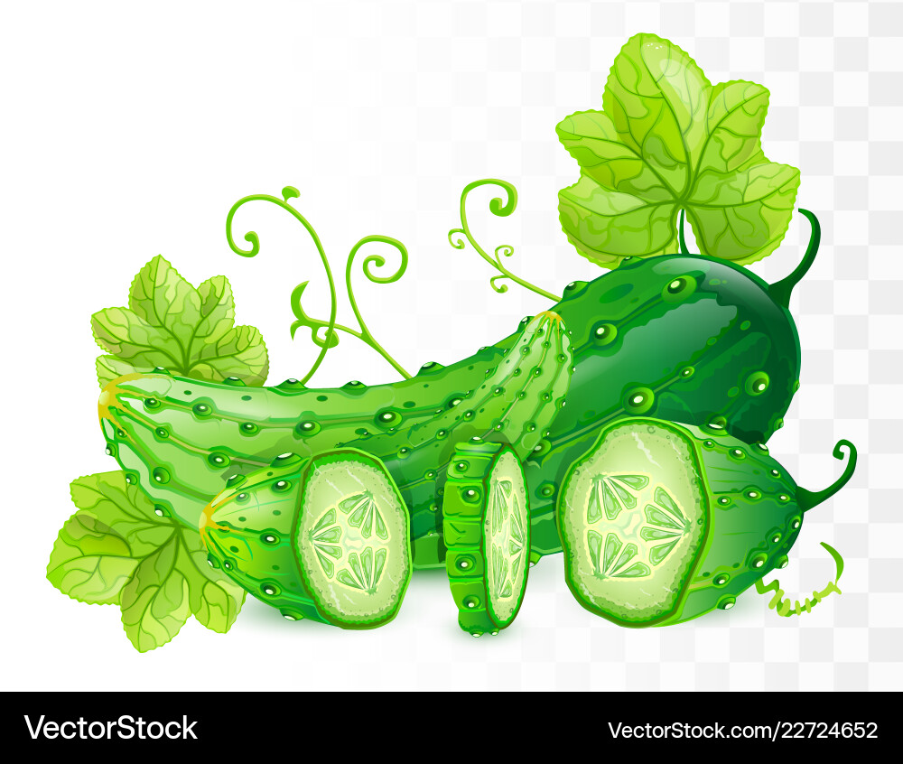 Cucumbers Royalty Free Vector Image - VectorStock