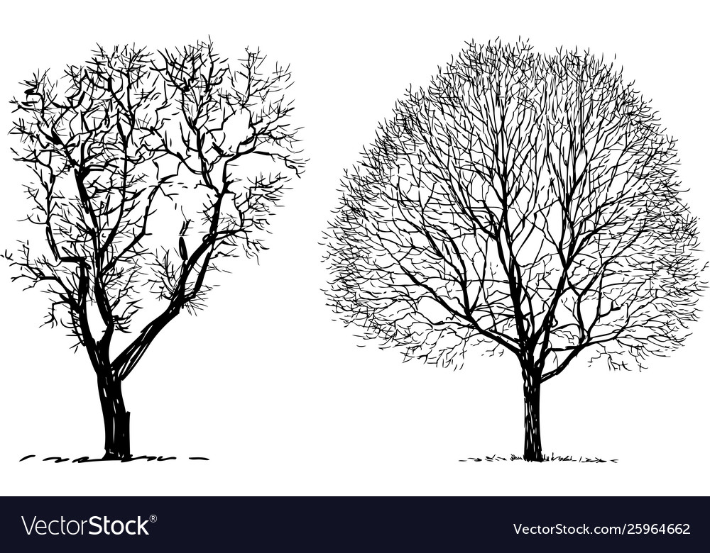 Two trees Royalty Free Vector Image - VectorStock