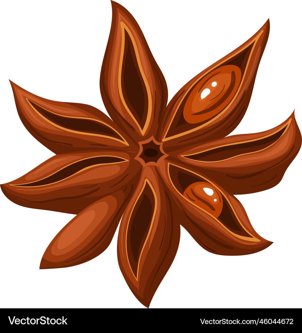 Anise spice cartoon Royalty Free Vector Image - VectorStock