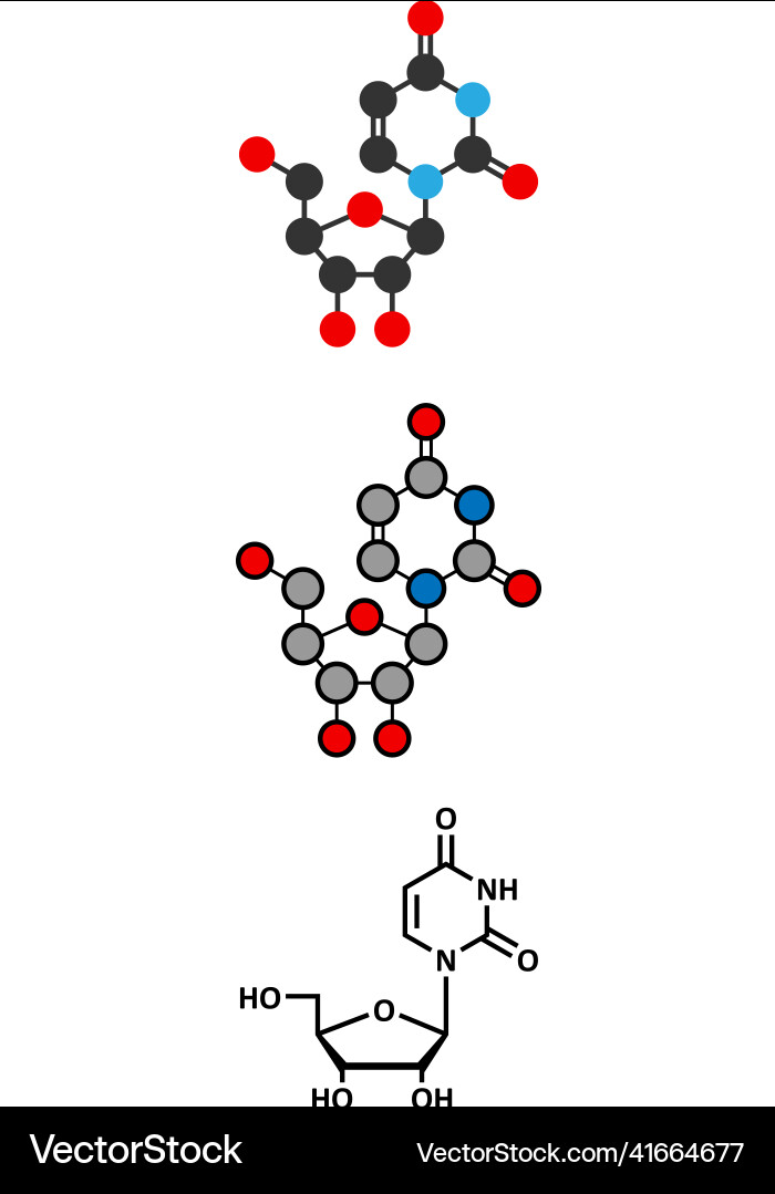 Uridine nucleoside molecule building block of rna Vector Image