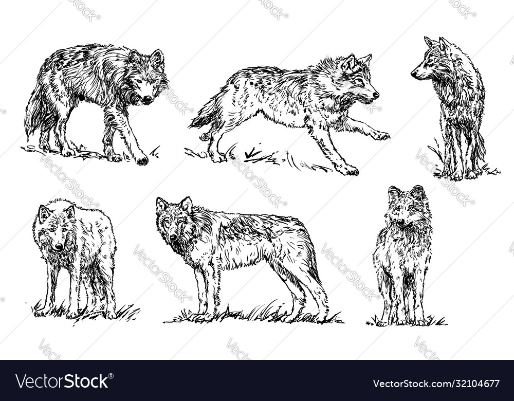 Wolves - set Royalty Free Vector Image - VectorStock