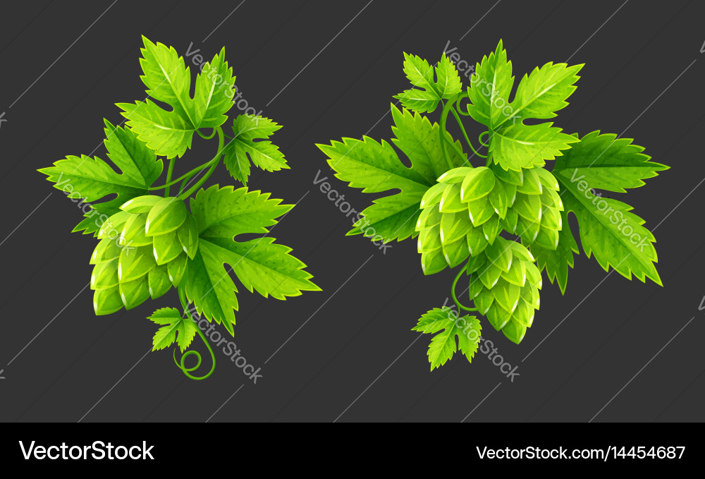 Fresh hop plants with green Royalty Free Vector Image
