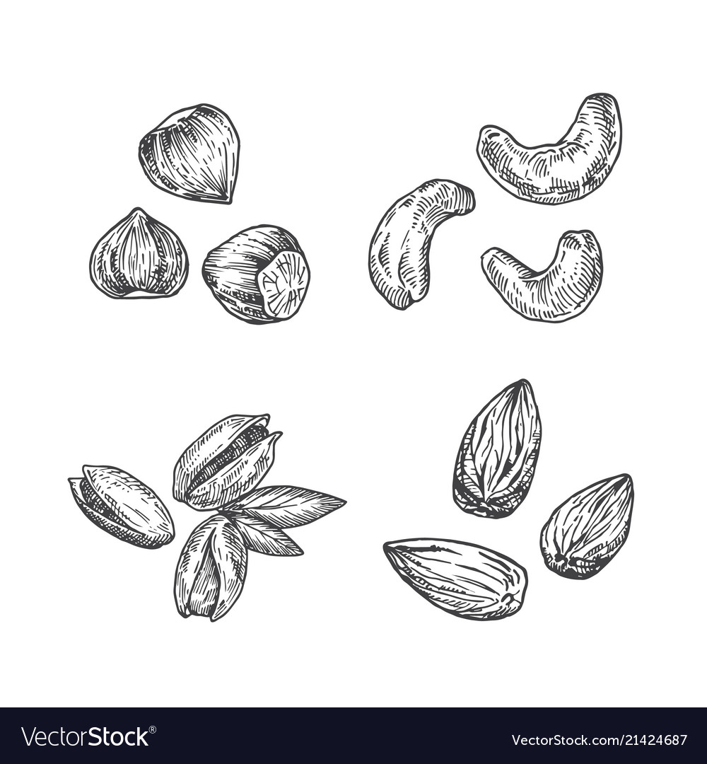 Nuts Almond Cashew Hazelnut And Royalty Free Vector Image
