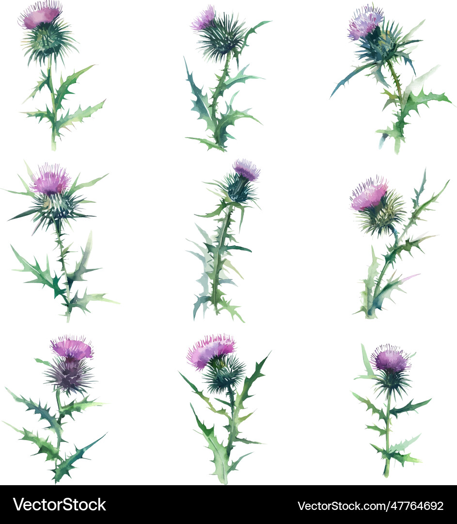 Stinging thistlewatercolor thistle flowers set Vector Image