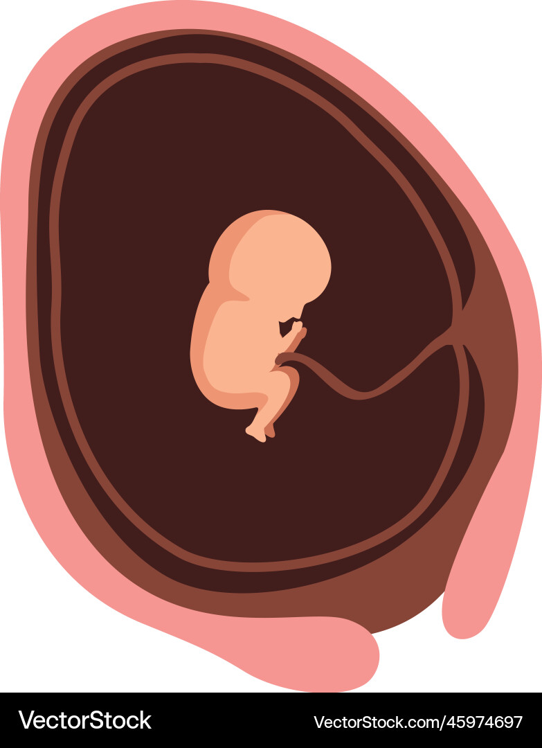 Twelve week baby fetus Royalty Free Vector Image