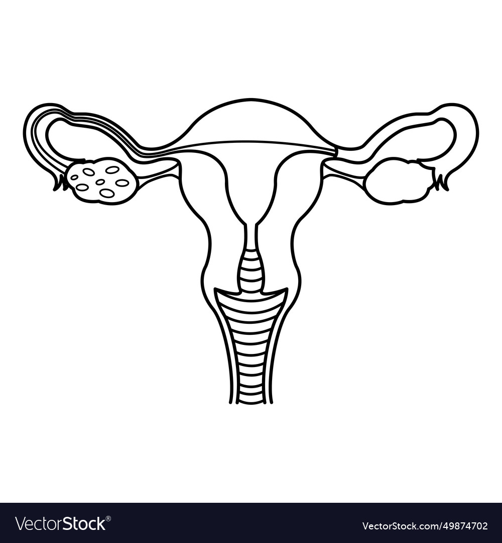 Female reproductive system for coloring page Vector Image