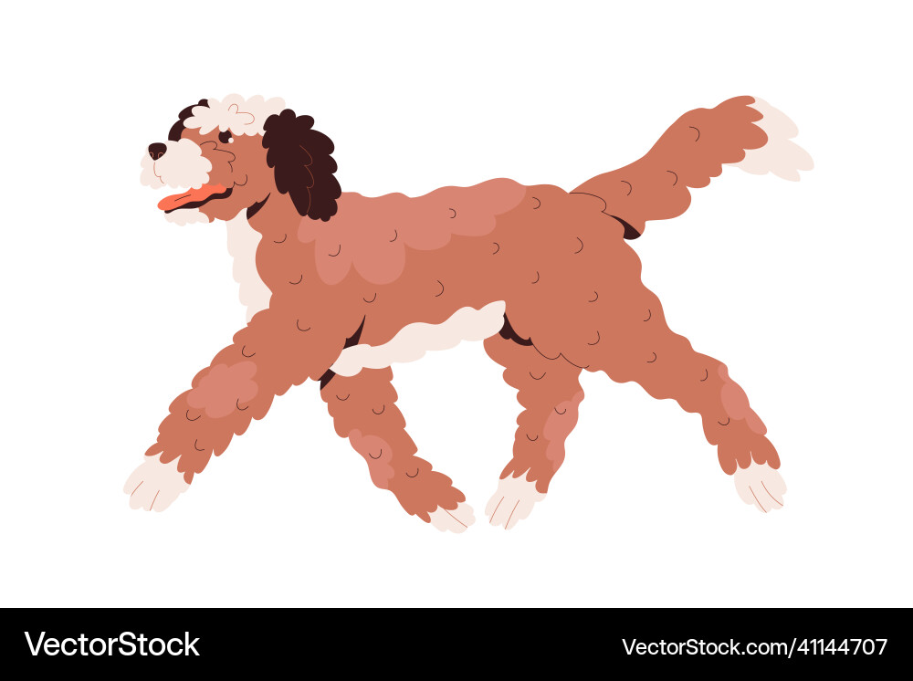 Labradoodle dog walking happy cute goldendoodle Vector Image