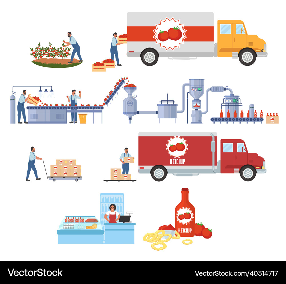 Tomato ketchup production infographic Royalty Free Vector