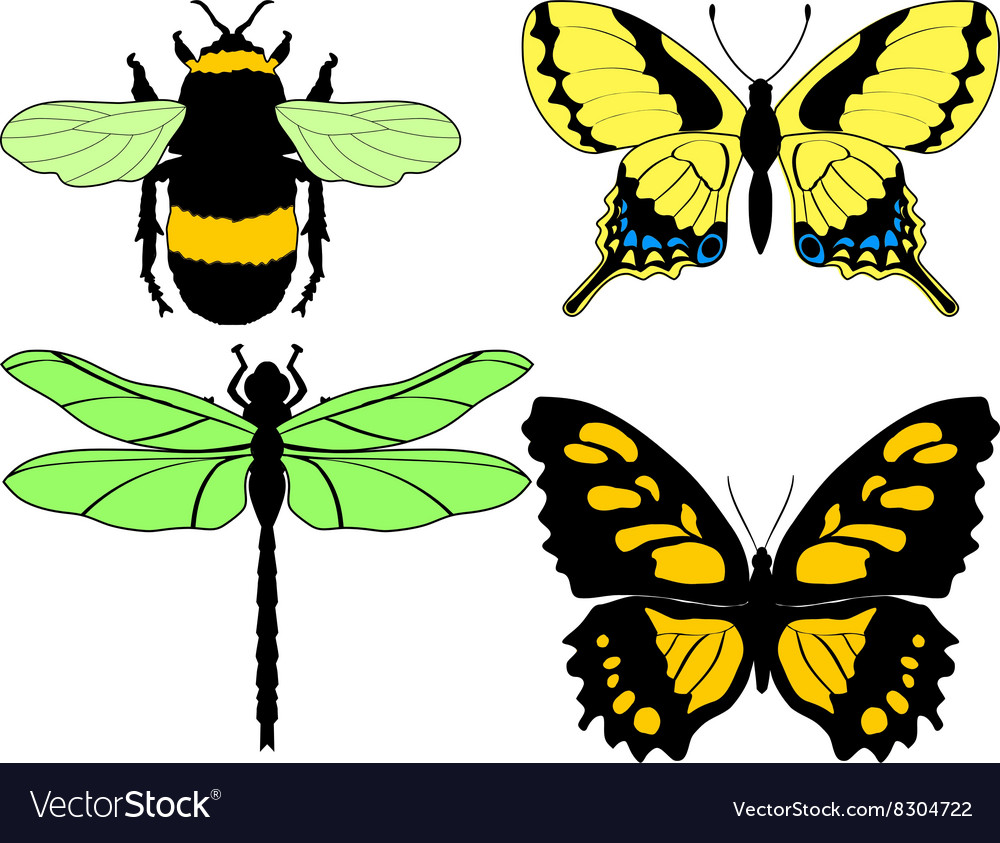Insects Royalty Free Vector Image - VectorStock