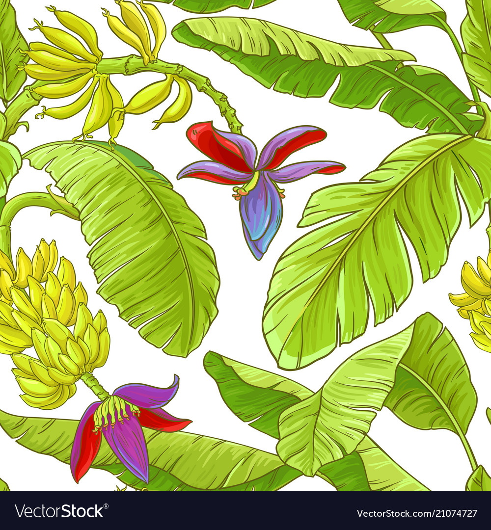 Banana pattern Royalty Free Vector Image - VectorStock