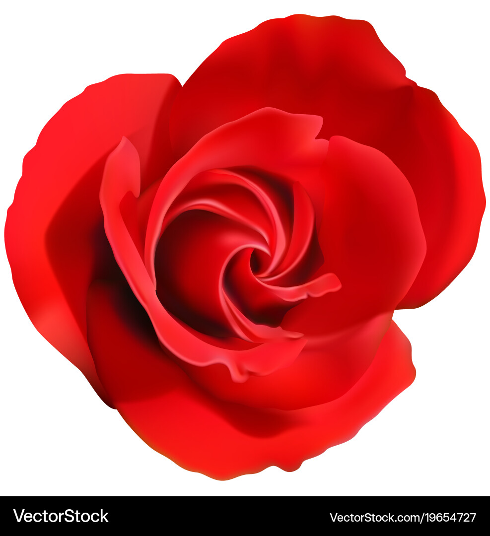 Red rose flower isolated on a white Royalty Free Vector