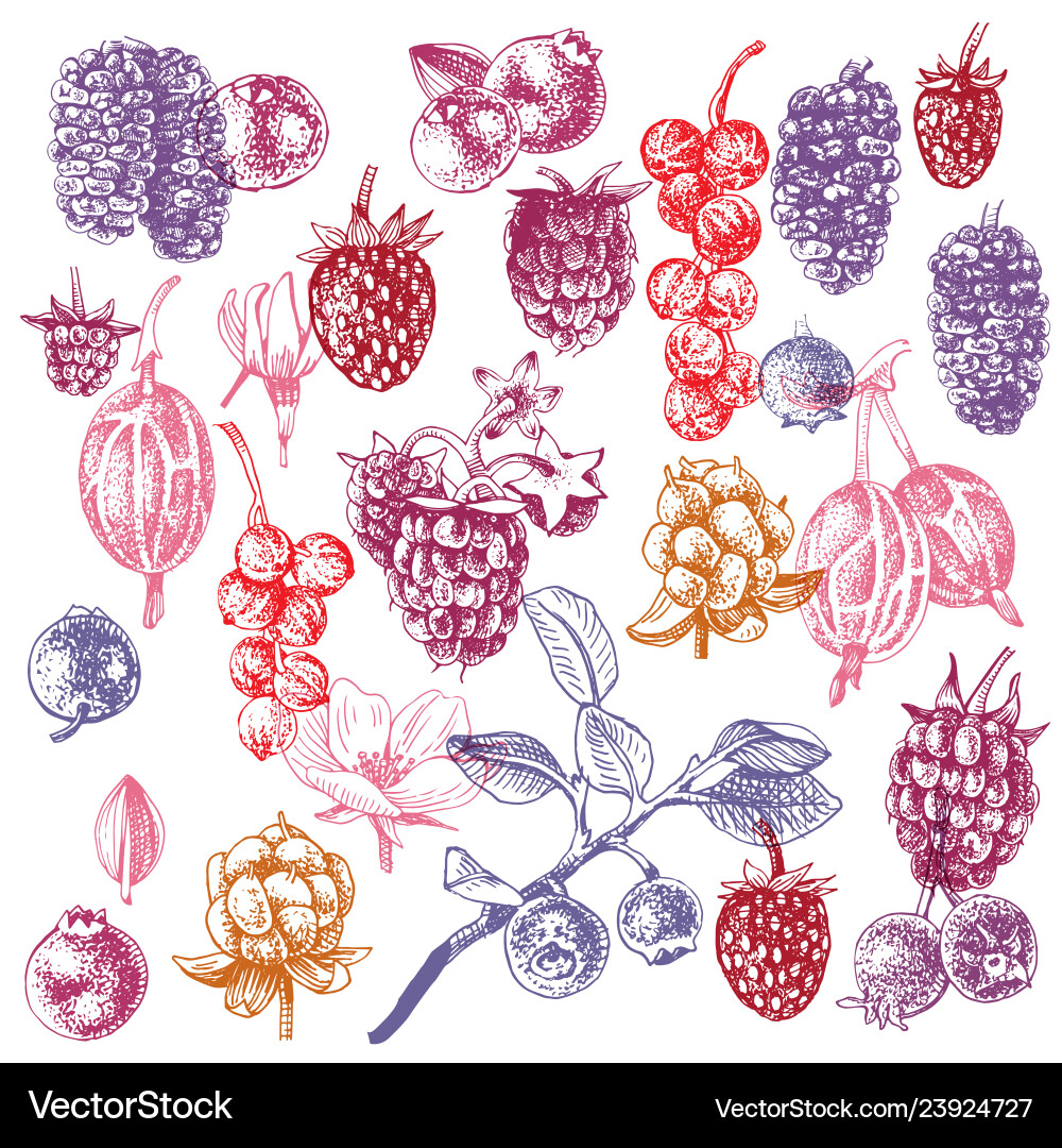 Set of hand drawn berries Royalty Free Vector Image