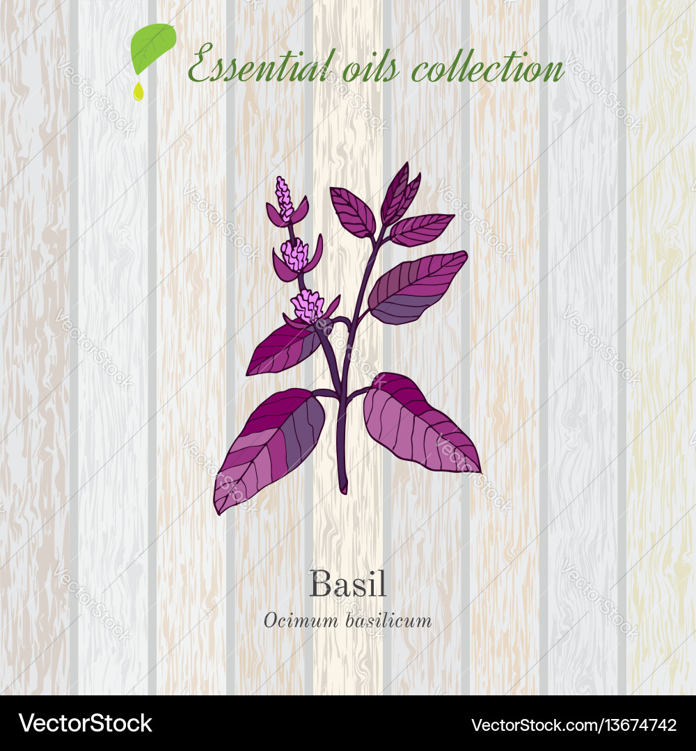 Basil essential oil label aromatic plant Vector Image