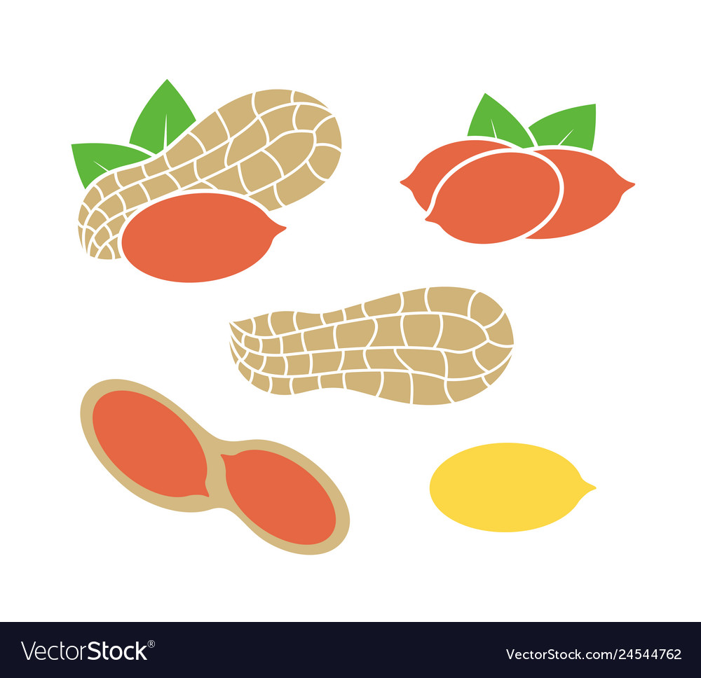 Peanut Royalty Free Vector Image - VectorStock