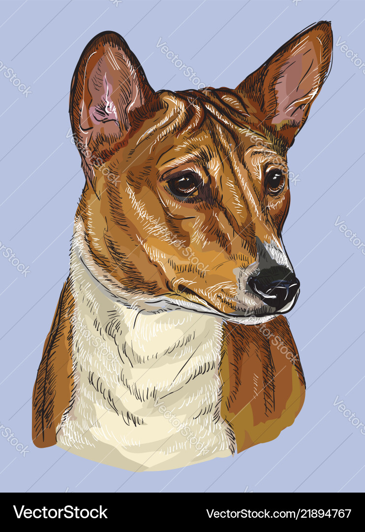 Basenji colorful hand drawing portrait Royalty Free Vector