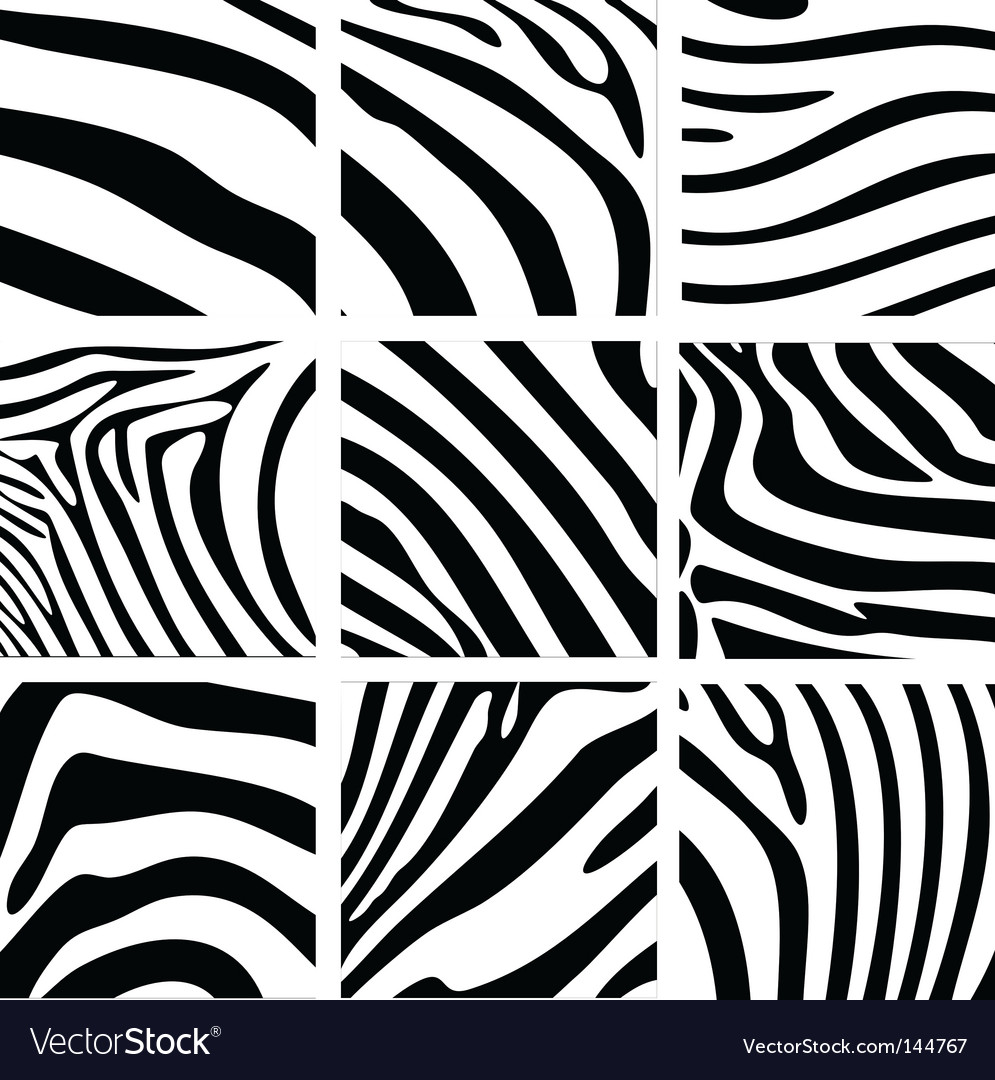 Zebra Royalty Free Vector Image - VectorStock