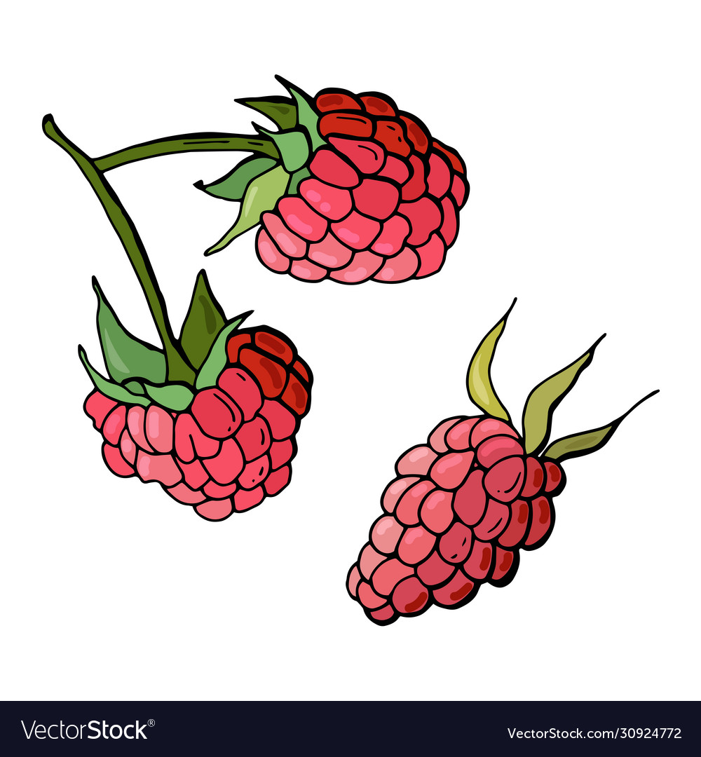 Raspberry berries Royalty Free Vector Image - VectorStock