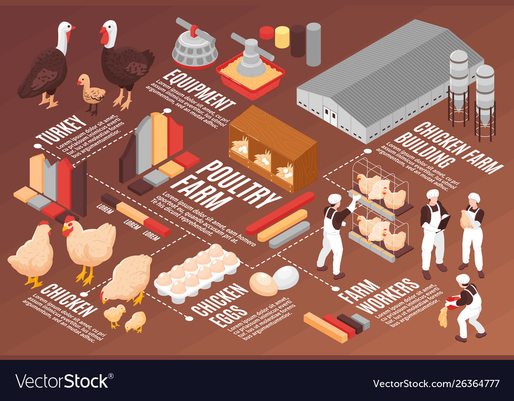 Poultry farm isometric flowchart Royalty Free Vector Image Poultry farm isometric flowchart Royalty Free Vector Image