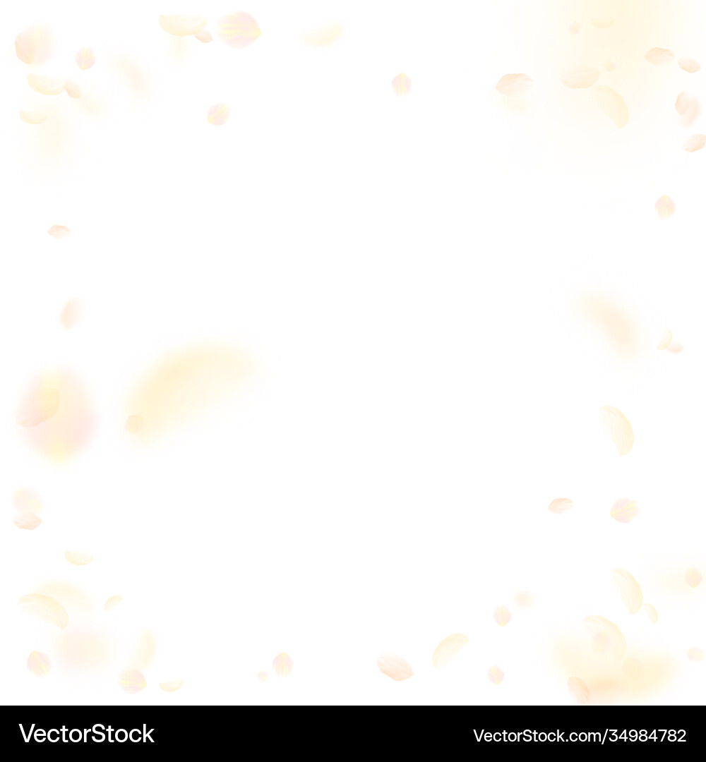 Yellow orange flower petals falling down superb r Vector Image
